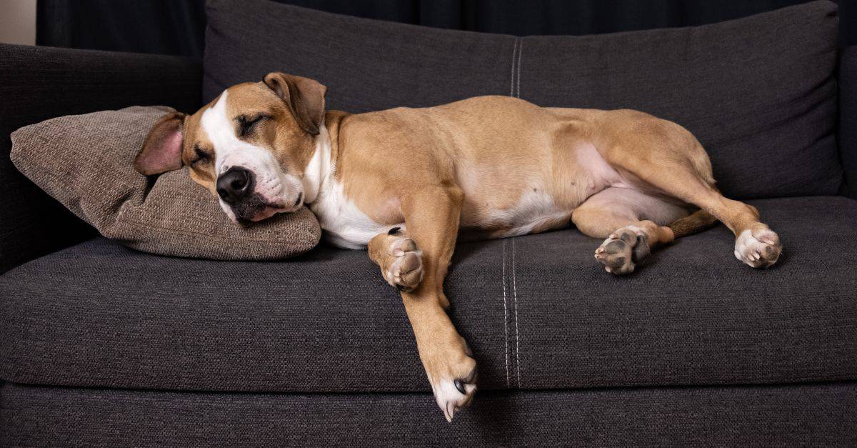 Hangt een dienend-leider ook wel eens op de bank?